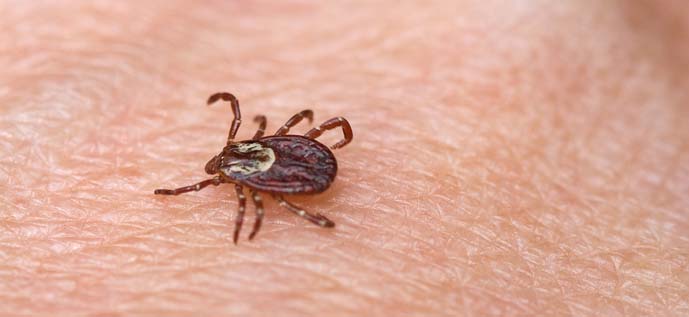 Ticks, Ticks and MORE Ticks! - New Canaan Pediatrics
